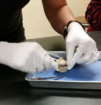 Eye Dissection Lab - The Teacher Team