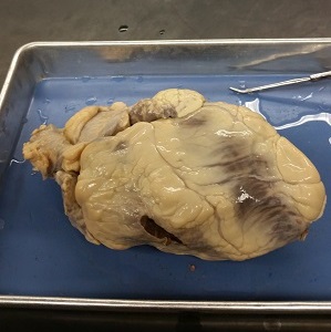 Valentine's Day Heart...Dissection That Is! - The Teacher Team